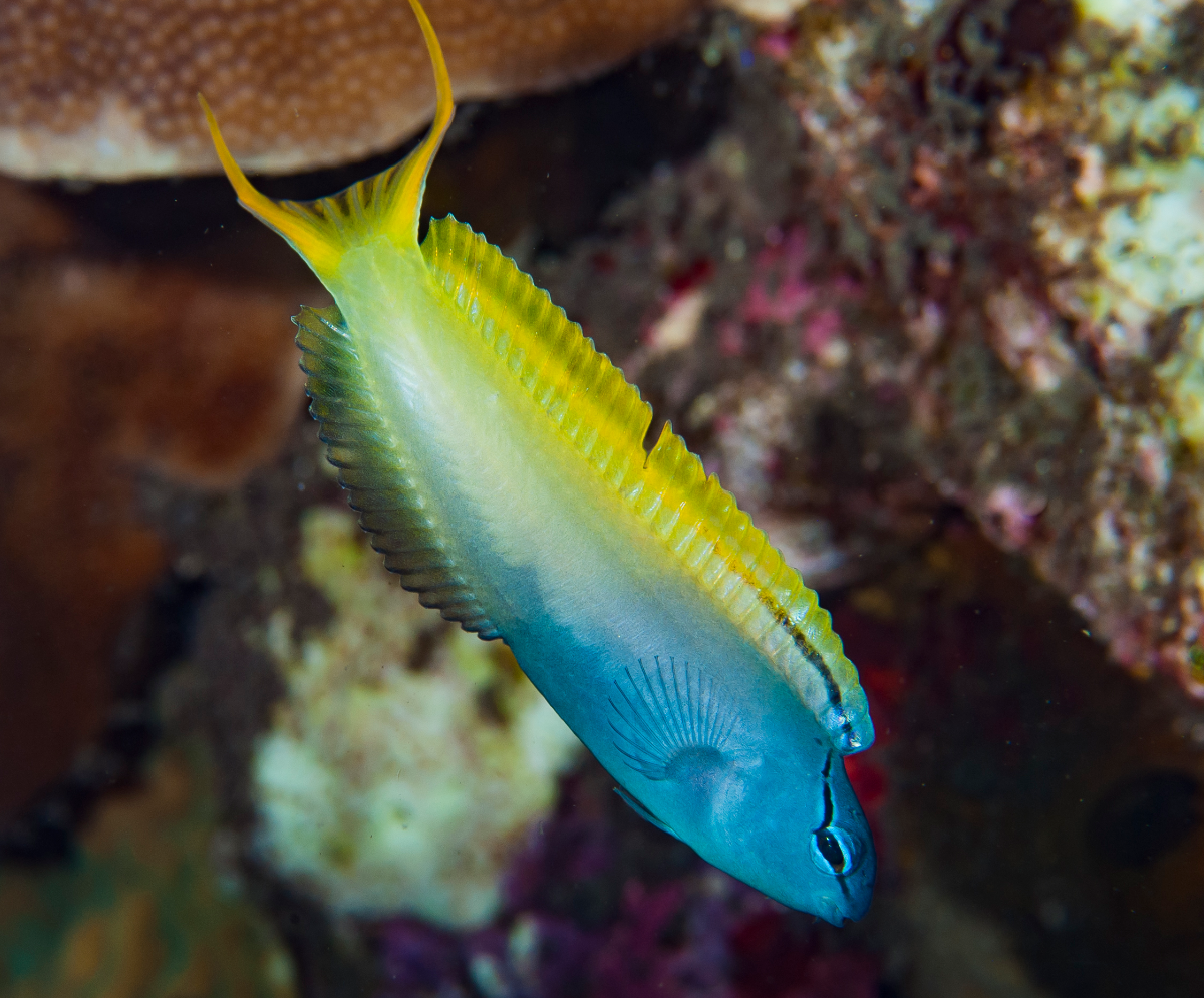 Blennies Are A Colorful Addition to Your Families Aquarium
