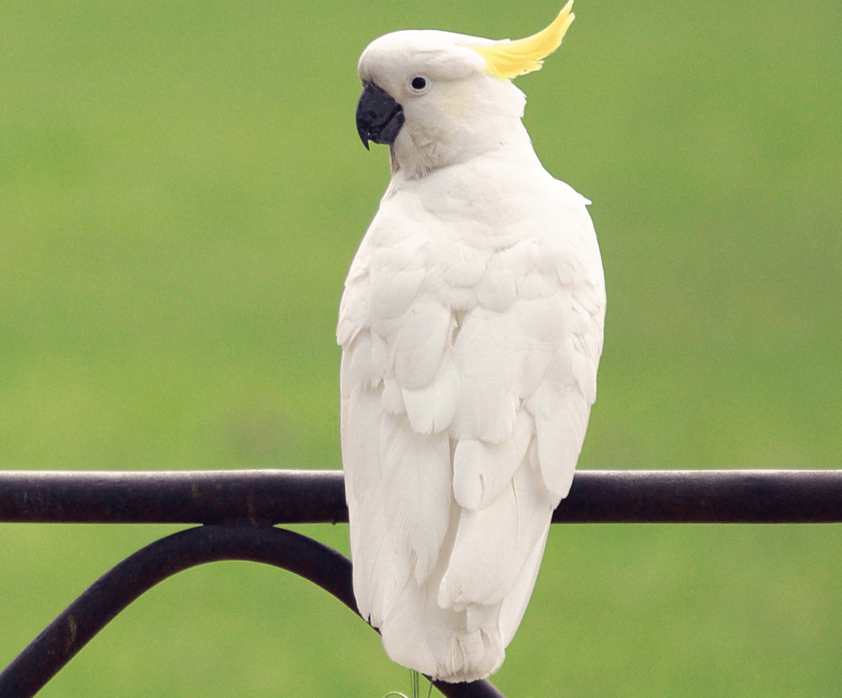Cockatoo: A Unique Bird with a Big Personality