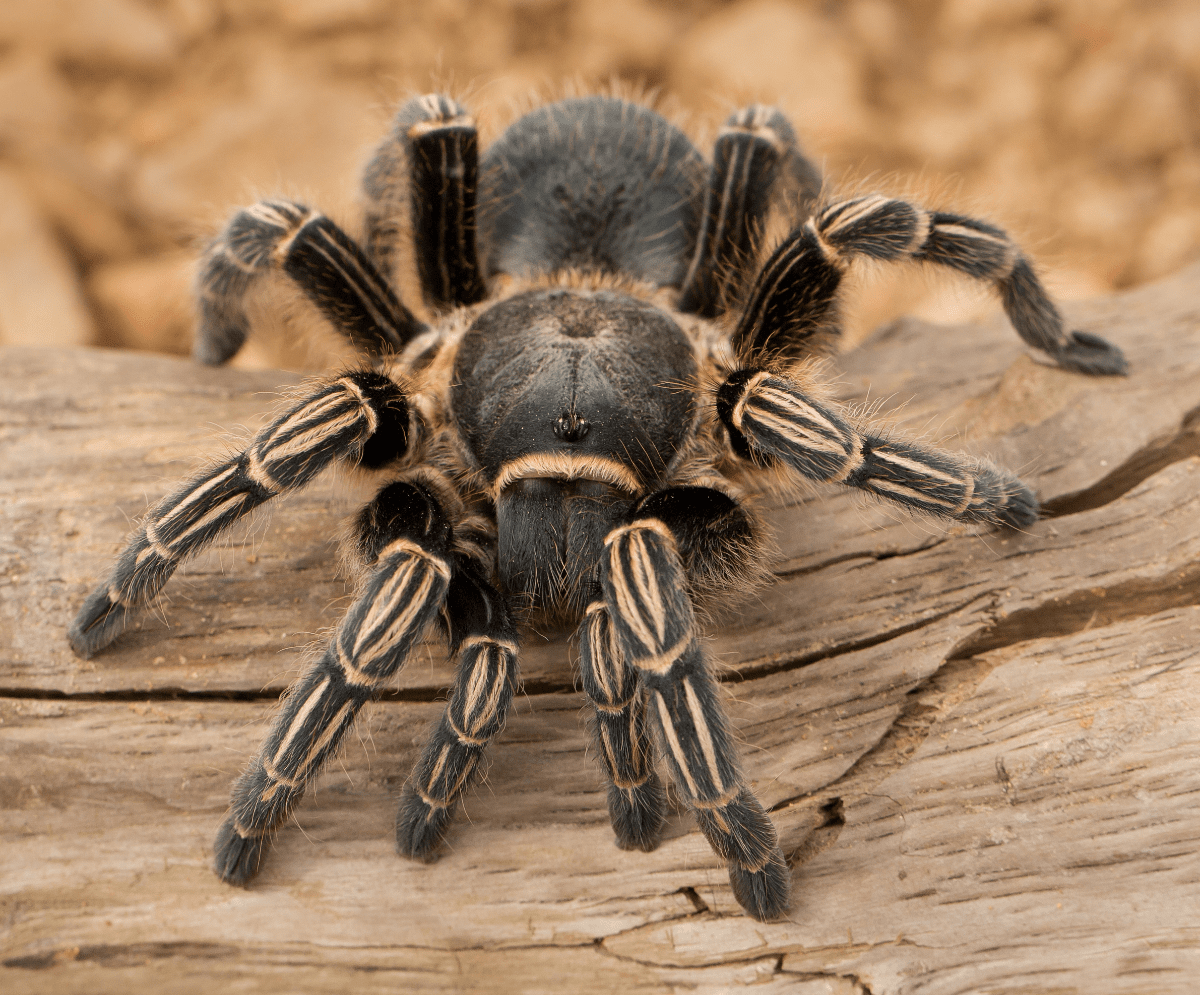 Costa Rican Zebra Tarantulas Are Beautiful Spiders For Pets!