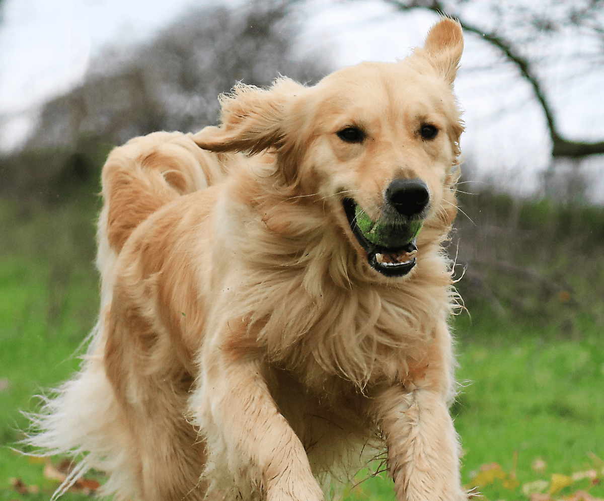 Retrievers - C&R Family Pets