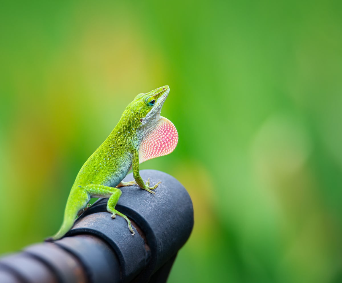 Green Anoles Are A Fun And Colorful Addition to Any Home