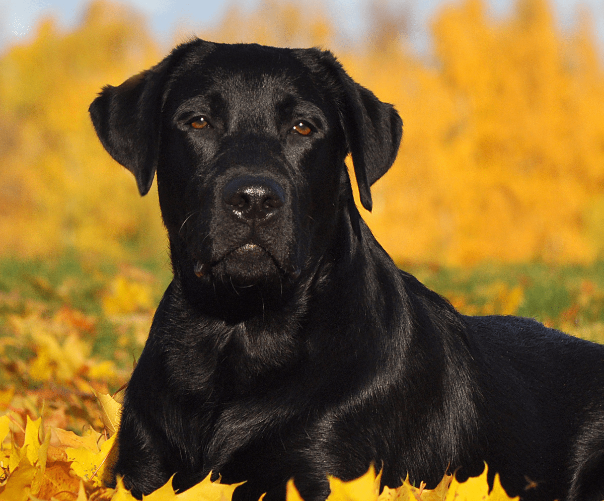 Adorable Labrador Retrievers, The Ultimate Furry Companions