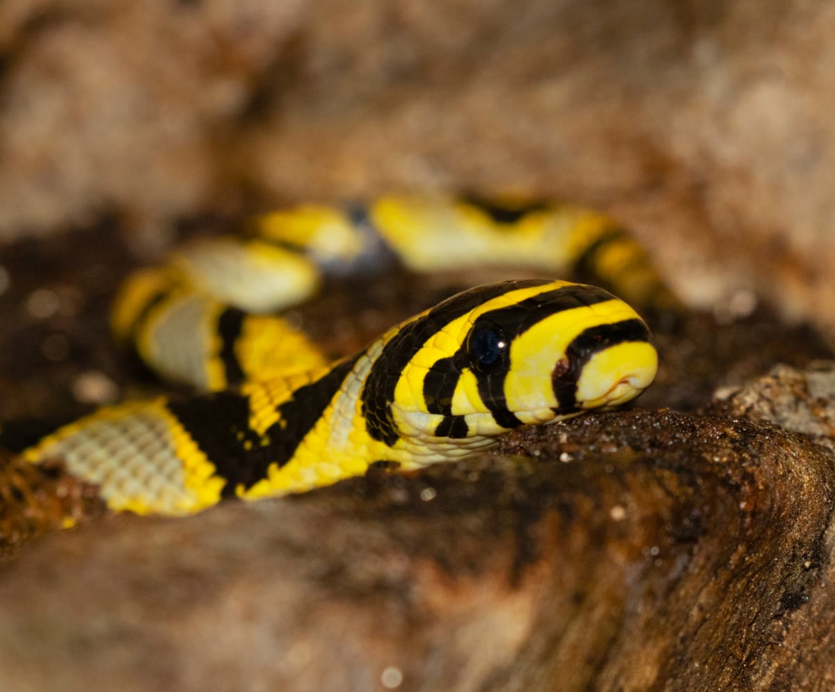 Complete Buyers Guide: Things a New Snake Owner Needs