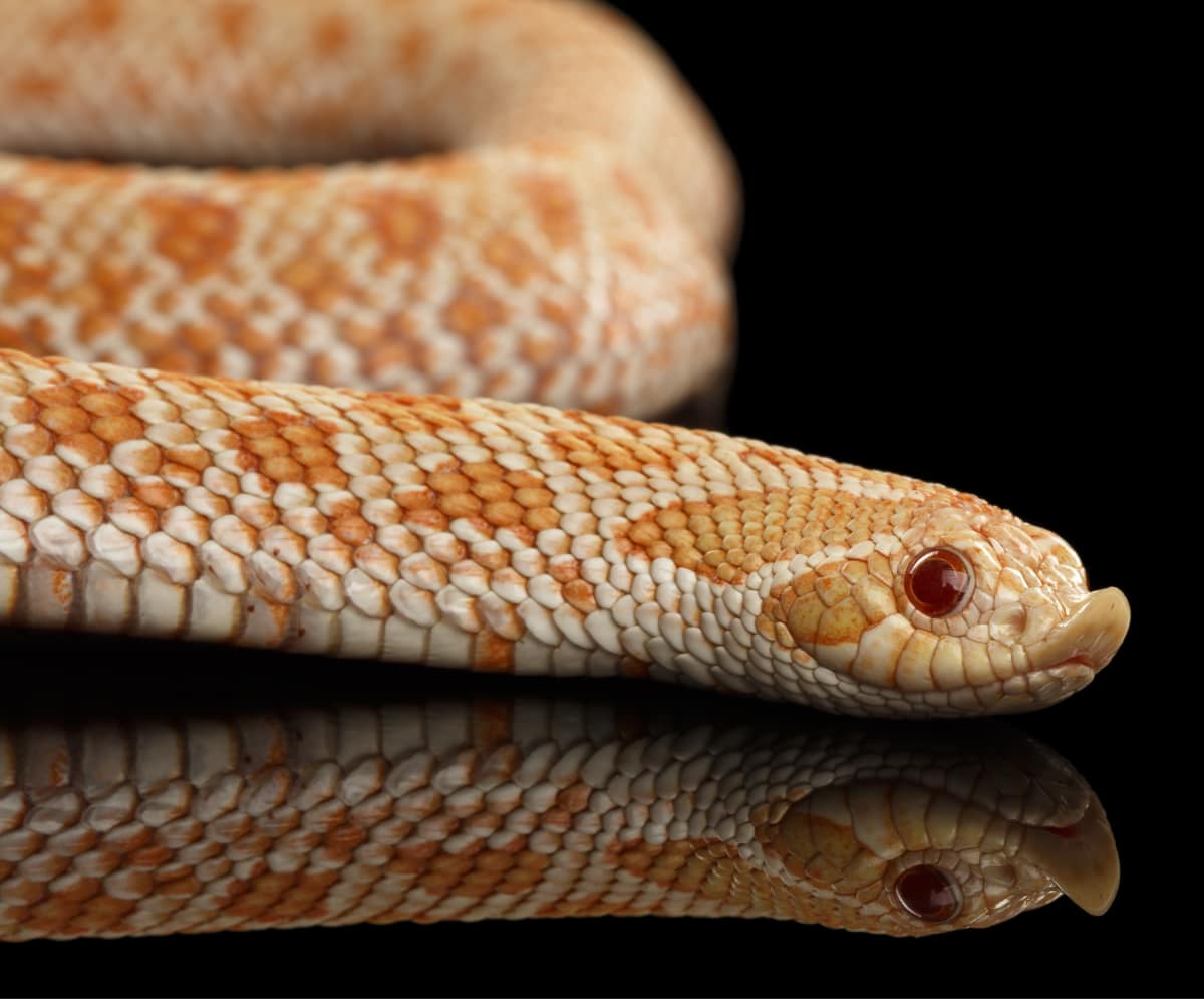 Western Hognose Snake: Slithering Smiles Into Your Heart