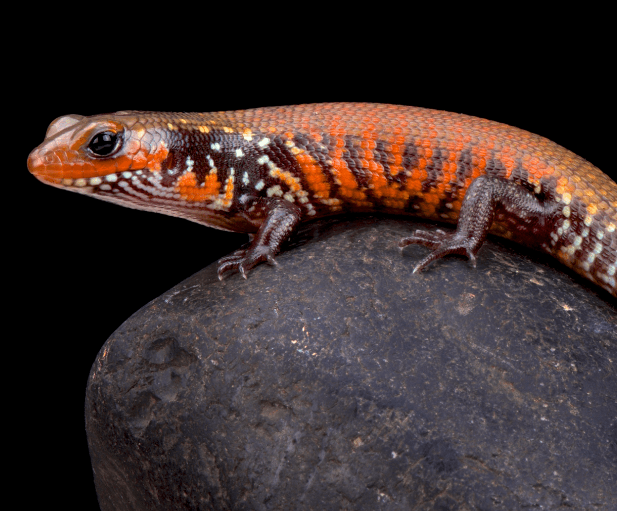 African Fire Skink: A Bright and Colorful Reptile