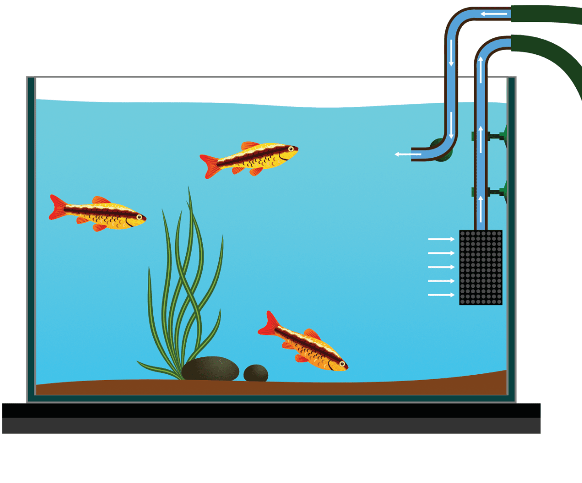 Aquarium Filters: Enhancing Water Quality and Fish Health
