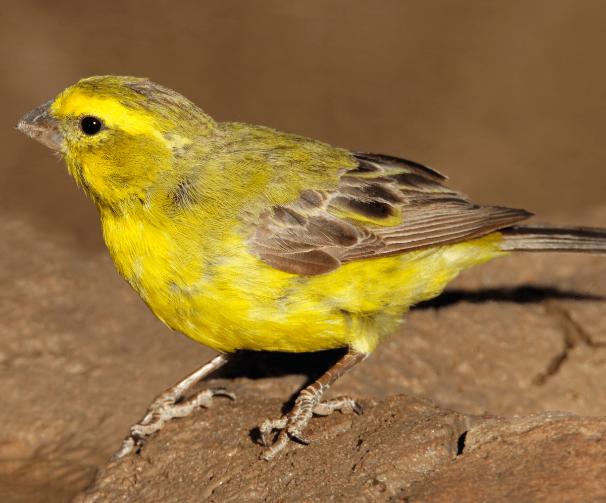 Canary: A Colorful Bird with a Song