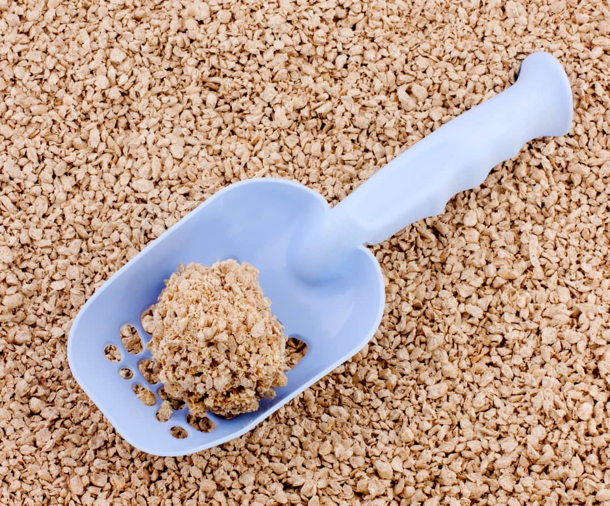 Types of Cat Litter Boxes