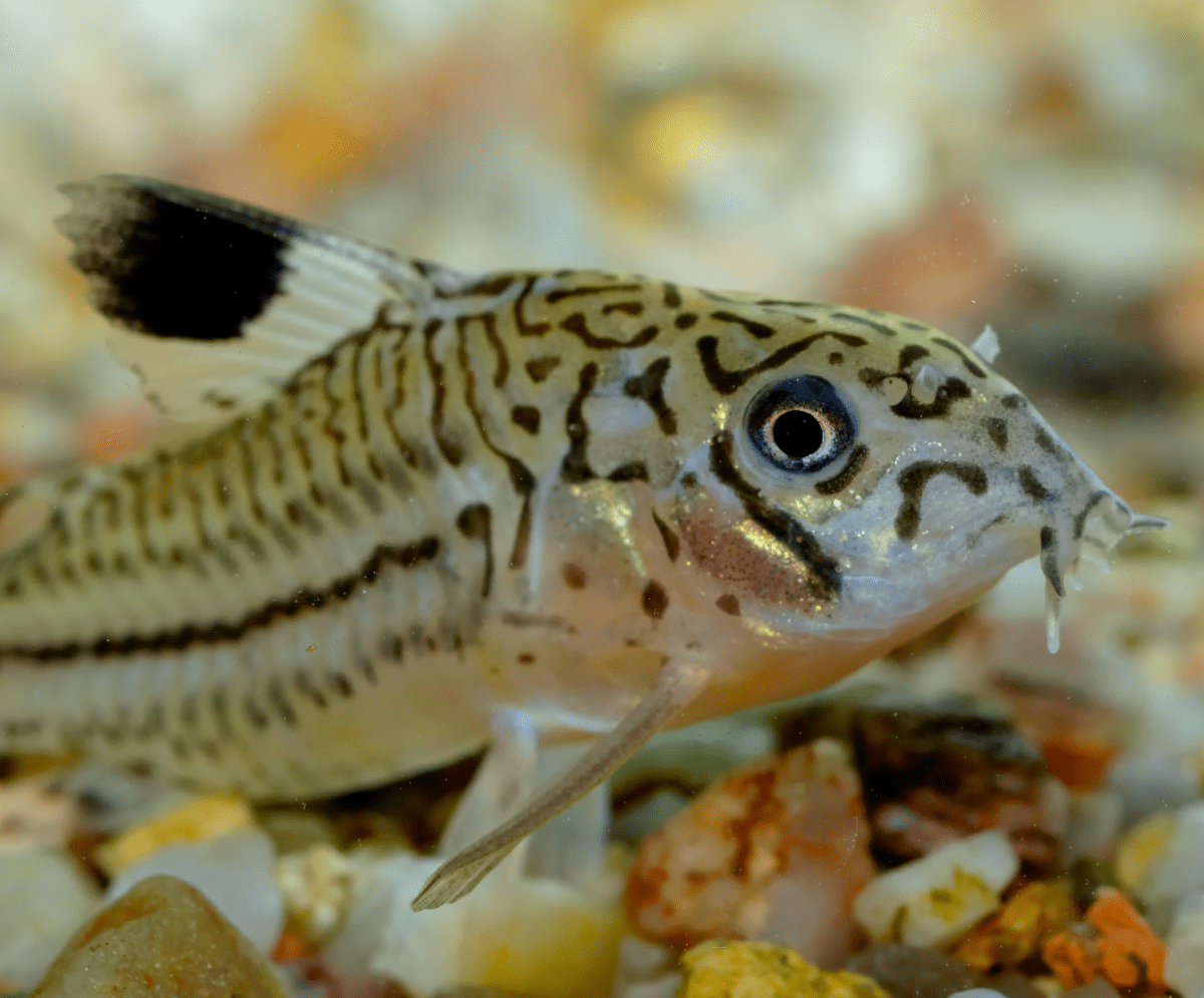 Corydoras Catfish: A Tank Essential!