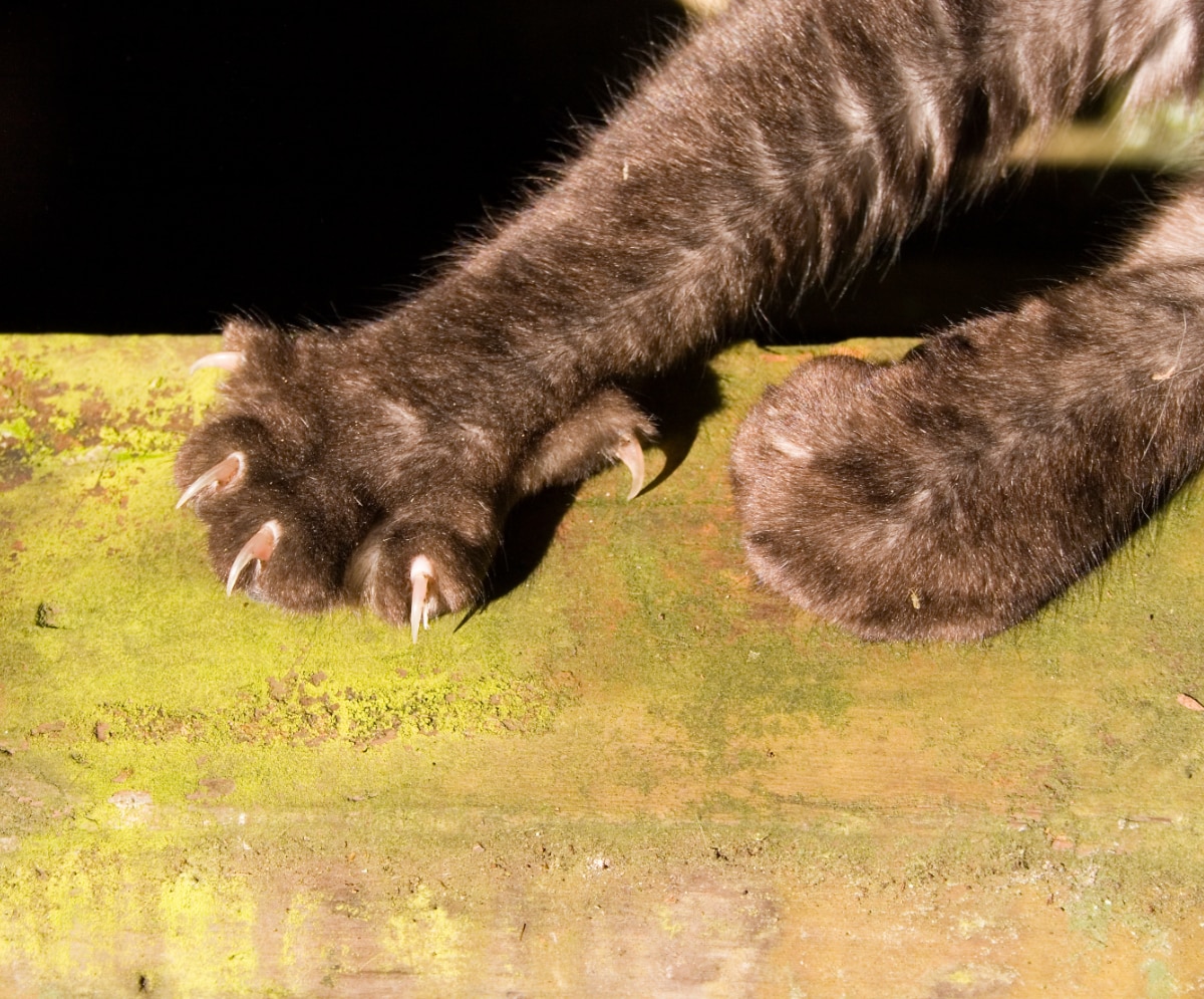 Declawing Cats: The Controversial Practice and Its Consequences