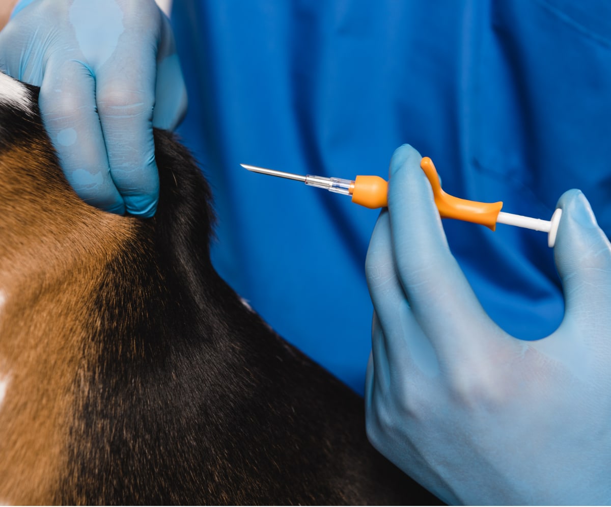 Microchipping a Dog