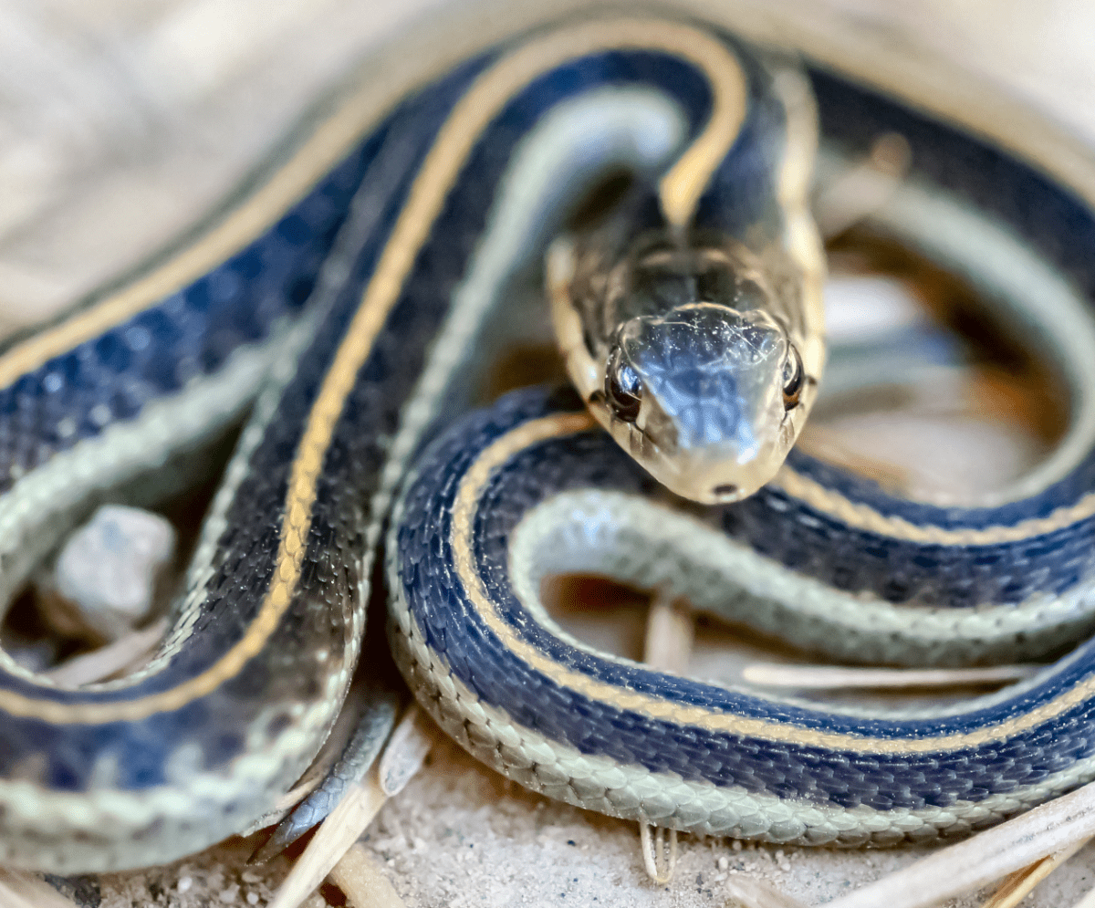 Garter Snake: Nature's Most Adaptable Reptile