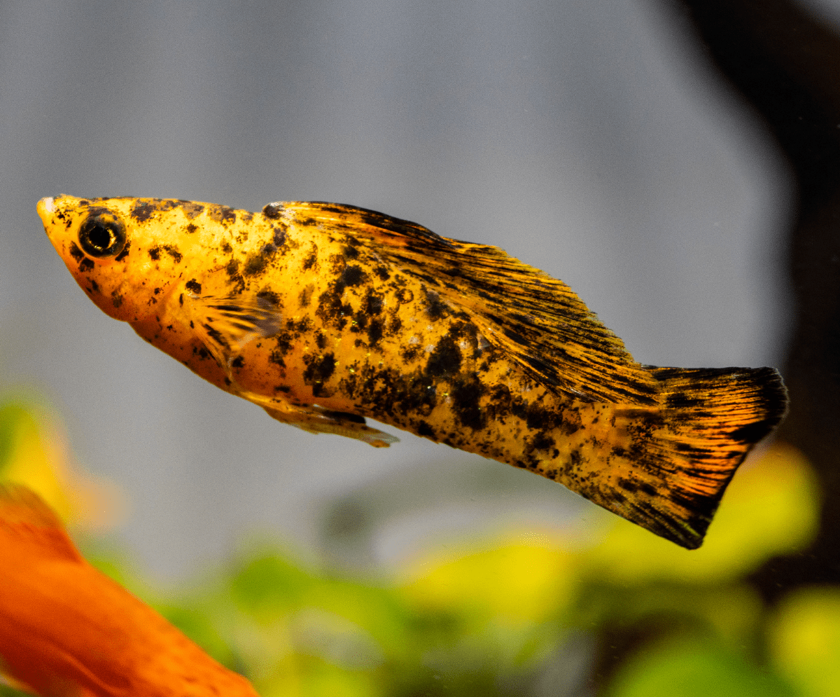 Flashy Mollies Are An Amazing Eye-Catching Fish You'll Love!
