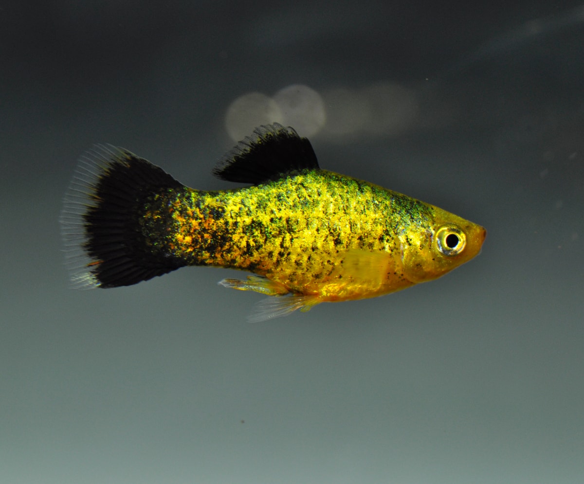 Platies: The Colorful Swimmers of the Aquarium