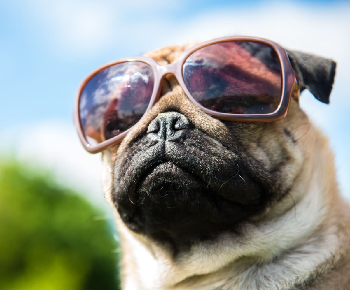 Explaining Pugs - C&R Family Pets - Causes and Symptoms