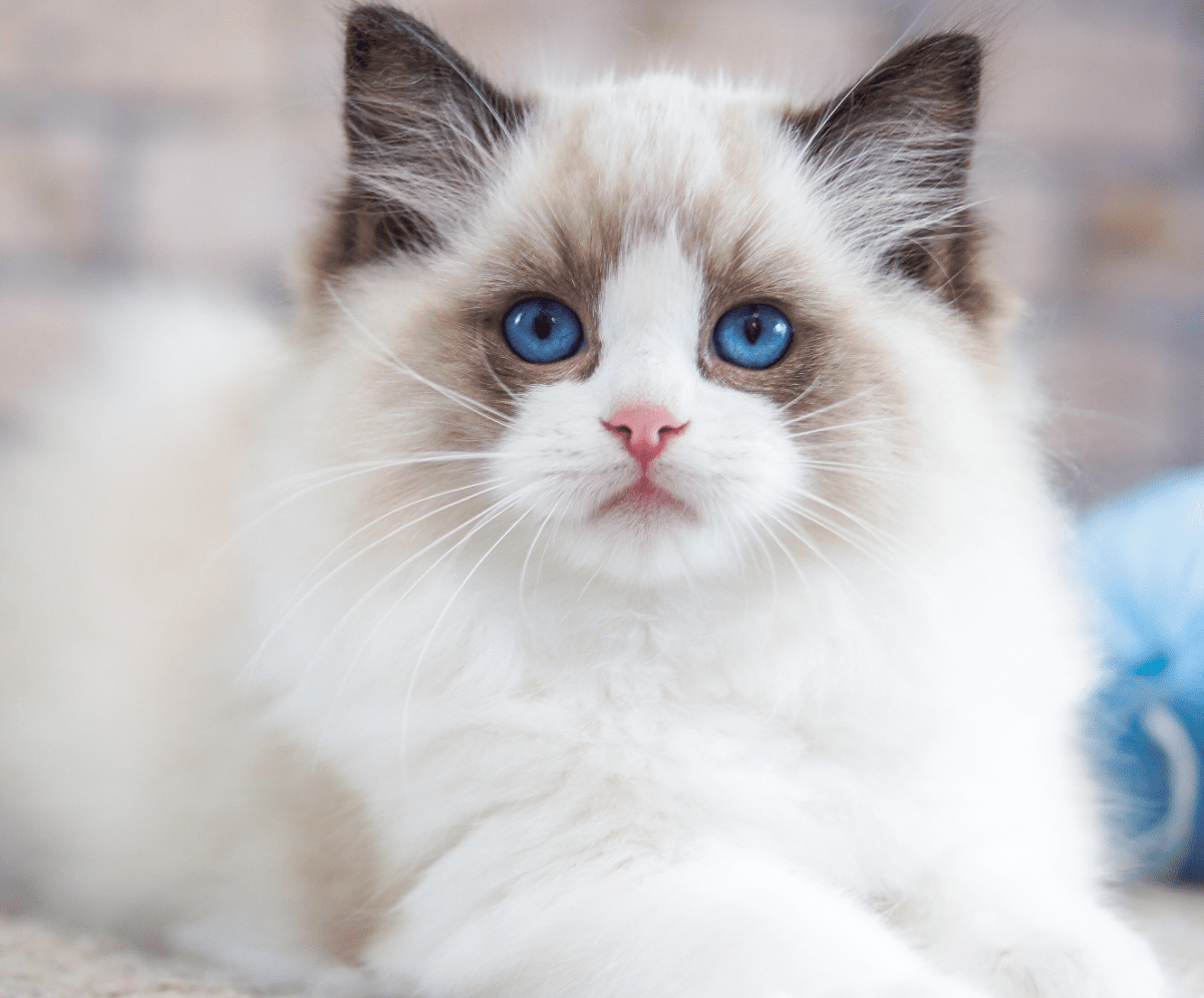 Cuddly Ragdolls: The Purrfect, Adorable Cat Companion