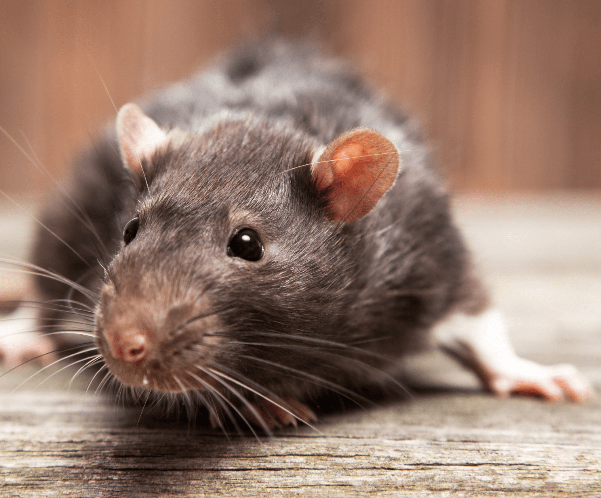 Rats Are One of Nature's Most Adaptable Creatures