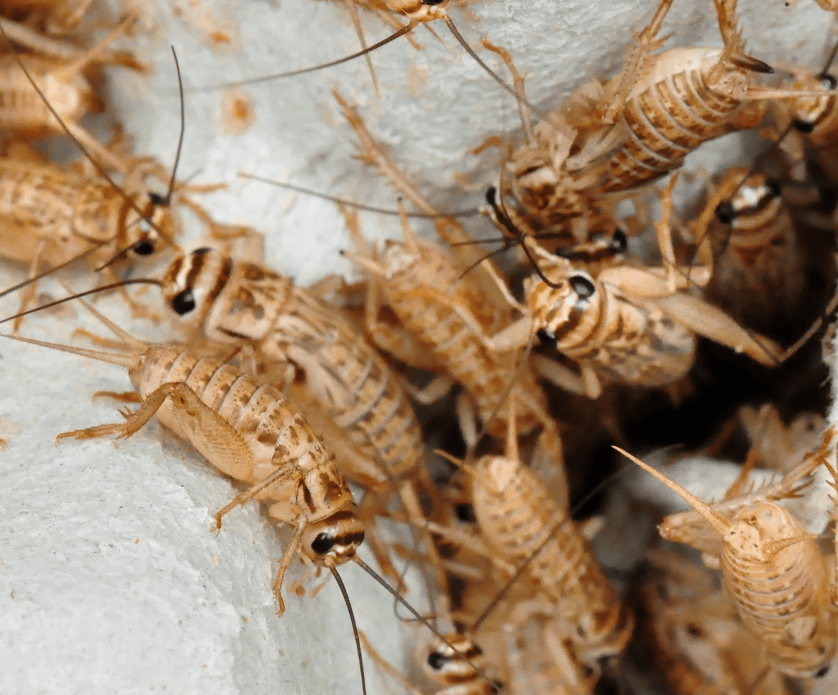 What are Gut Loaded Insects? Explained - Causes and Symptoms