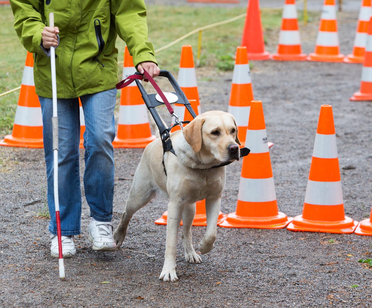 Explaining Service Dogs and Therapy Dogs - Causes & Symptoms
