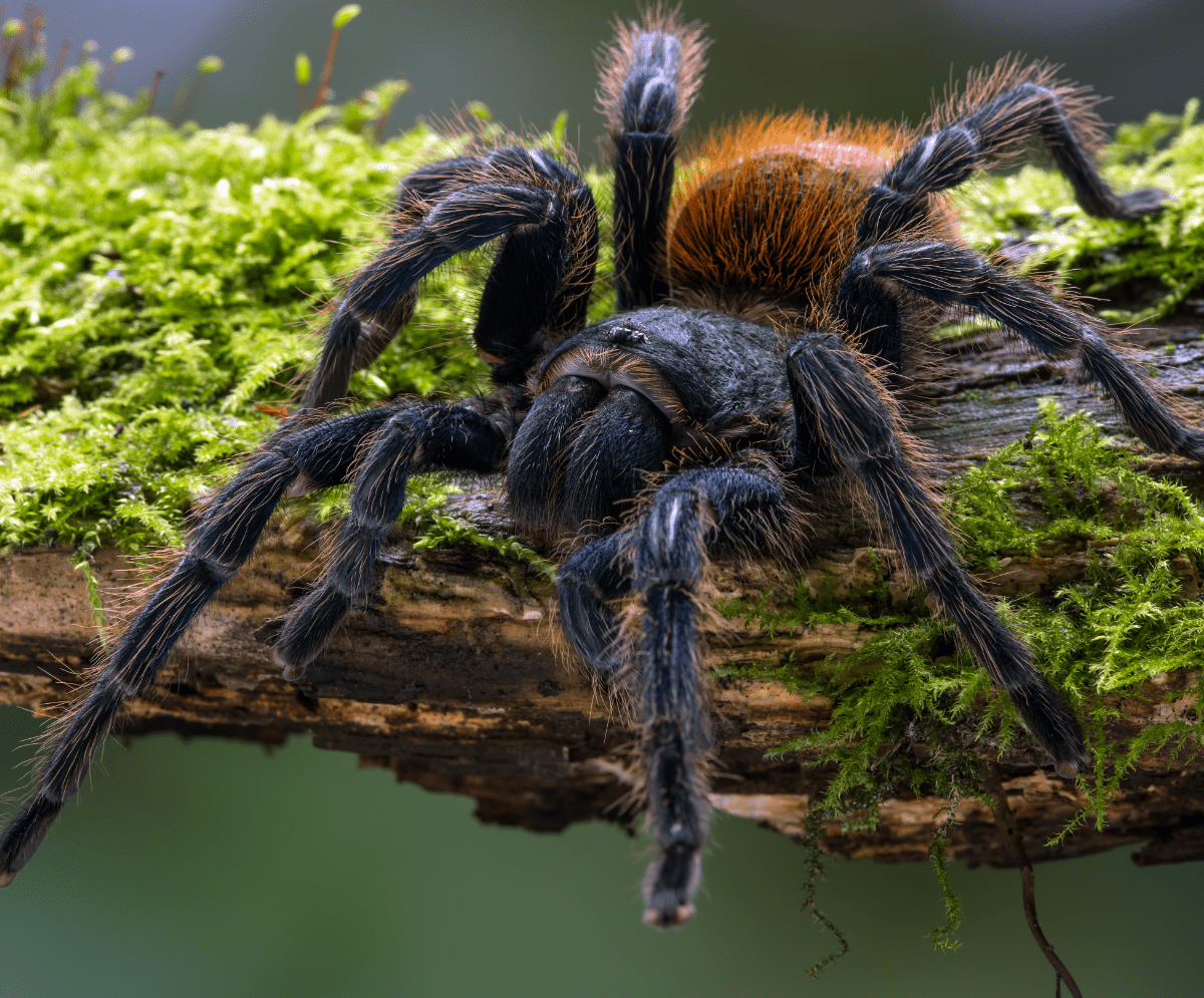 Deep Cleaning an Insect's Enclosure