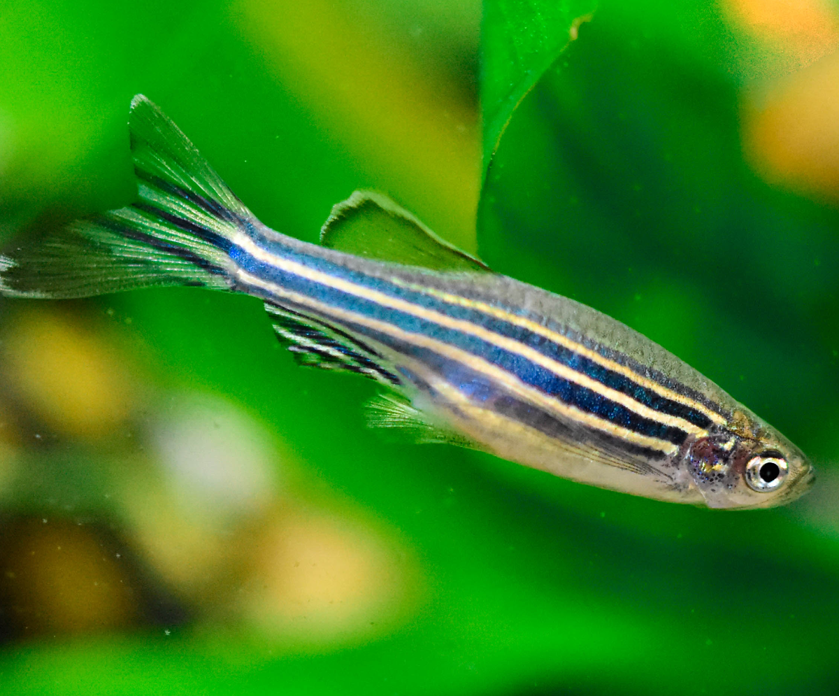Zebrafish: A Timeless Aquatic Beauty