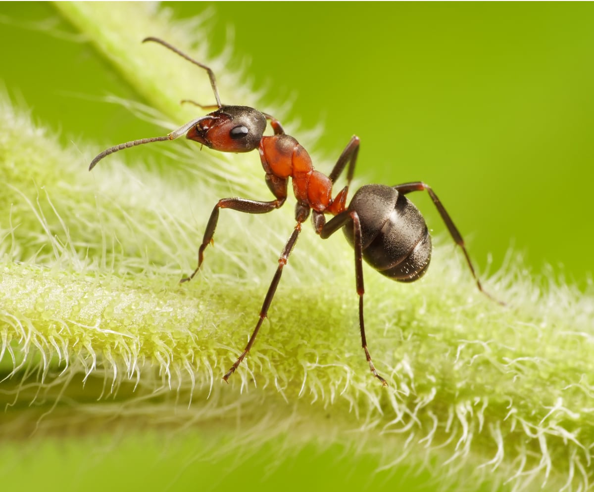 Ants Are Nature's Smallest and Most Fun Unsung Heroes