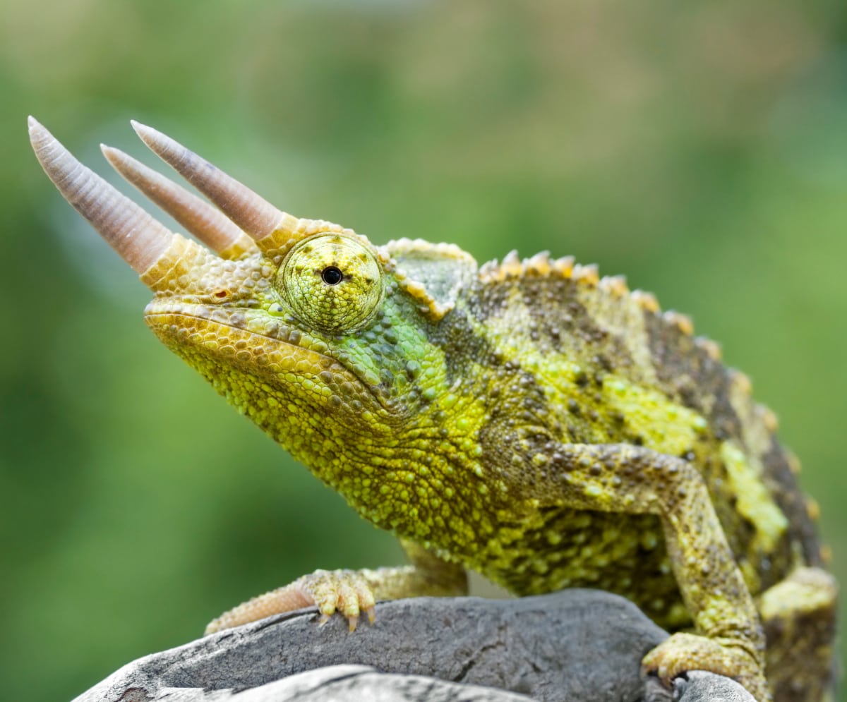 Jackson Chameleons Location at Skye Milliner blog