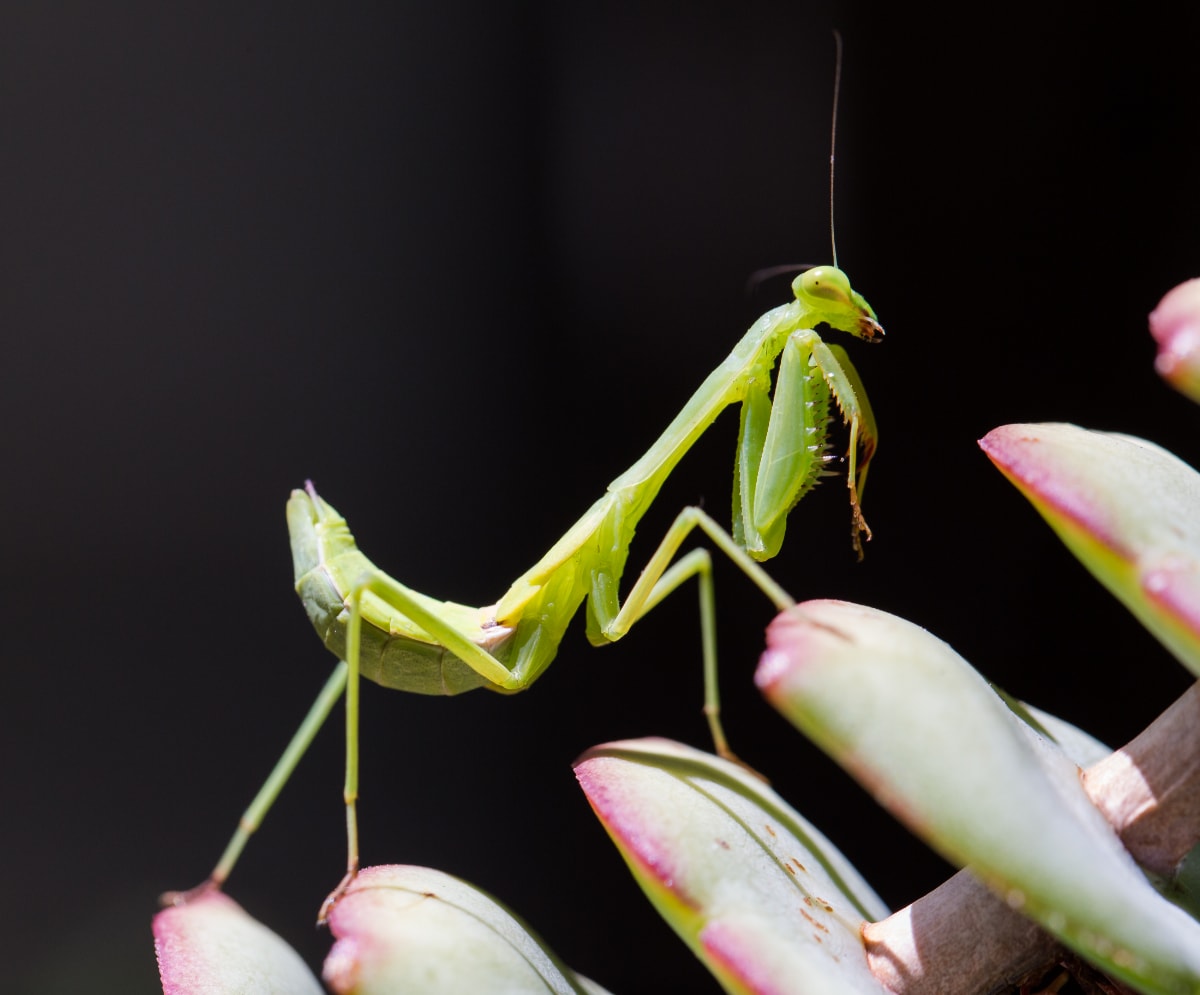 The Mighty Praying Mantis Is Nature's Amazing Mini-Warrior