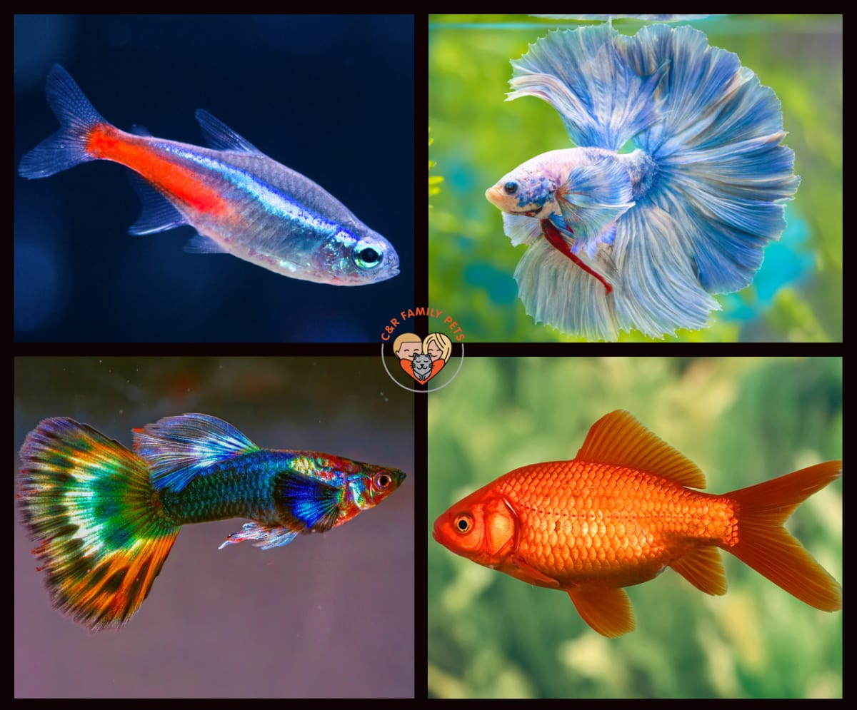 Freshwater Fish: A World of Color & Beauty, All In Your Home