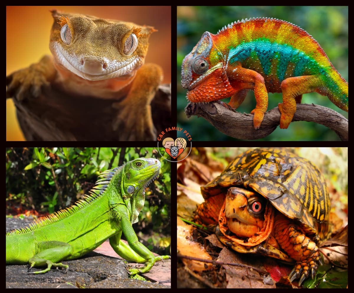 Reptiles: Fascinating Creatures of the Animal Kingdom