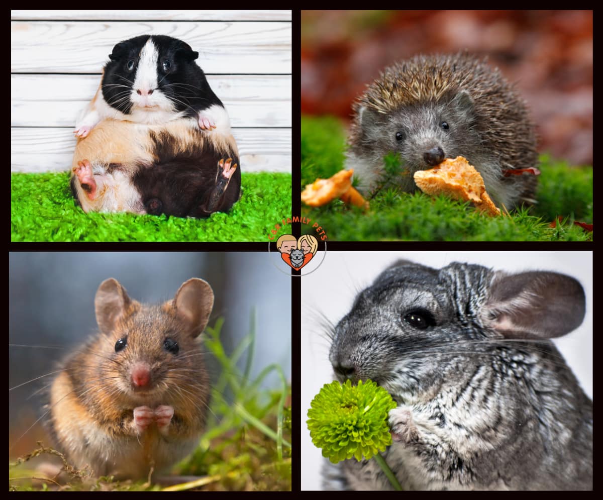 Small Mammals - Tiny Creature, Big Adventures, Big Hearts!