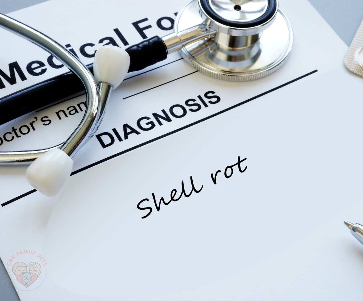 Explaining Turtle Shell Rot - Causes, Symptoms & Treatment