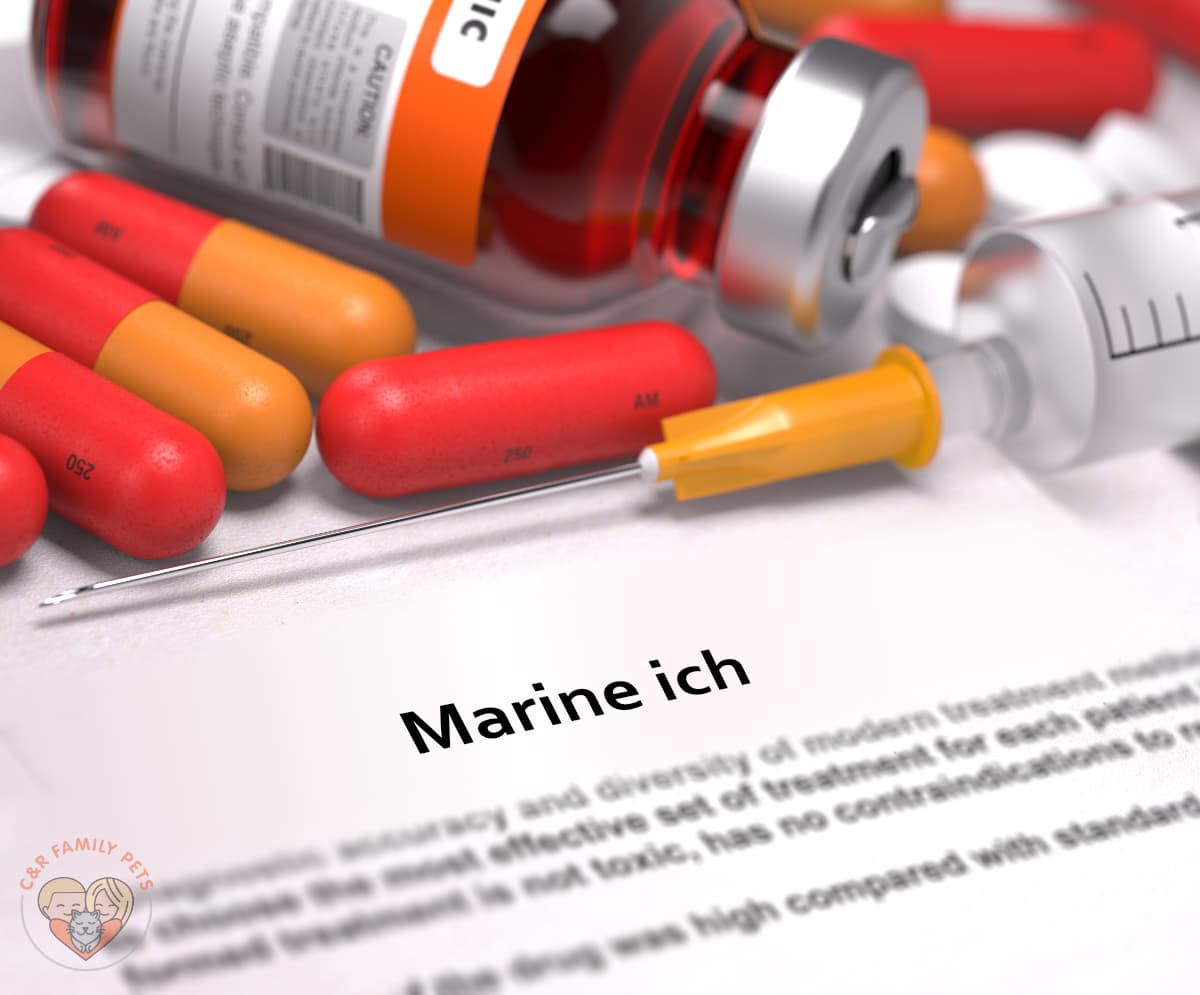 Marine Ich Explained - Causes, Symptoms & Treatment