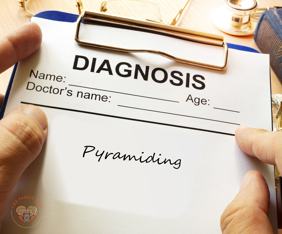 Turtle Pyramiding Decoded - Causes, Symptoms & Treatment