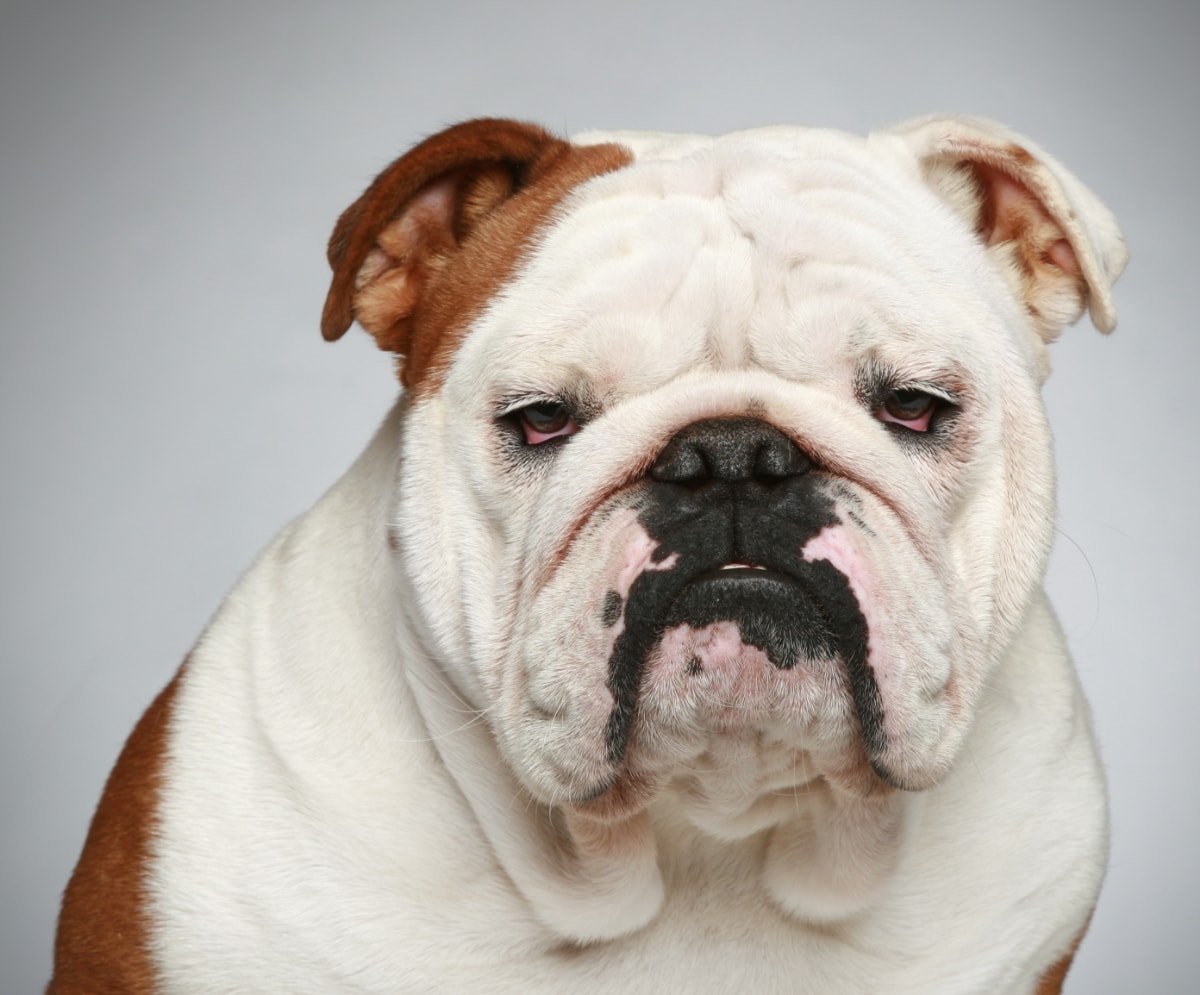 English Bulldogs Explained - Causes, Symptoms & Treatment