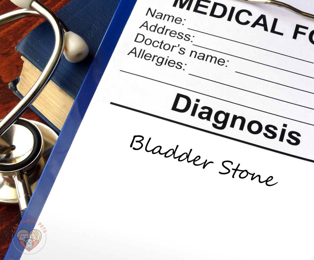 Explaining Reptile Bladder Stones - Causes and Symptoms