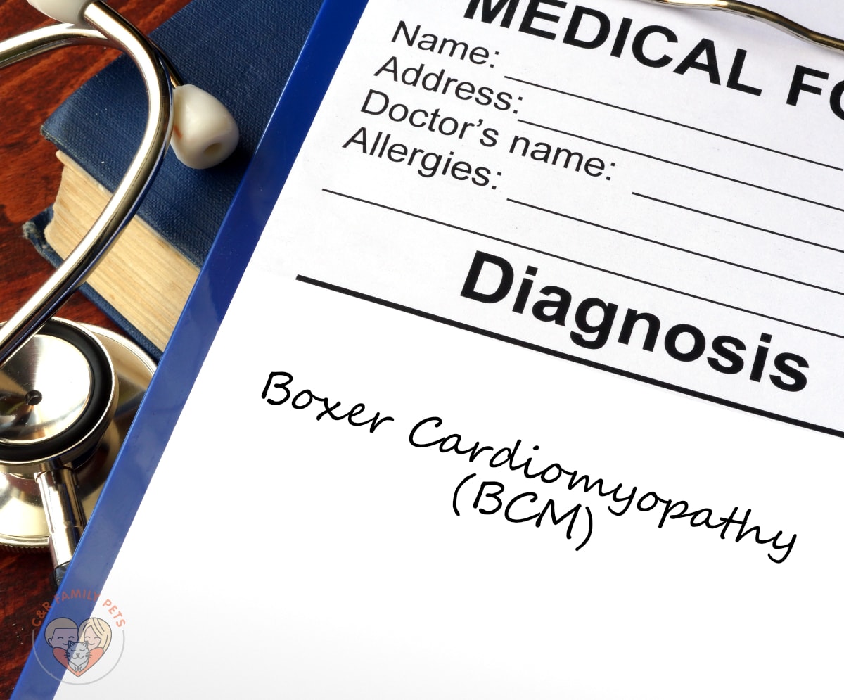 Boxer Cardiomyopathy (BCM) Explained - Causes and Symptoms