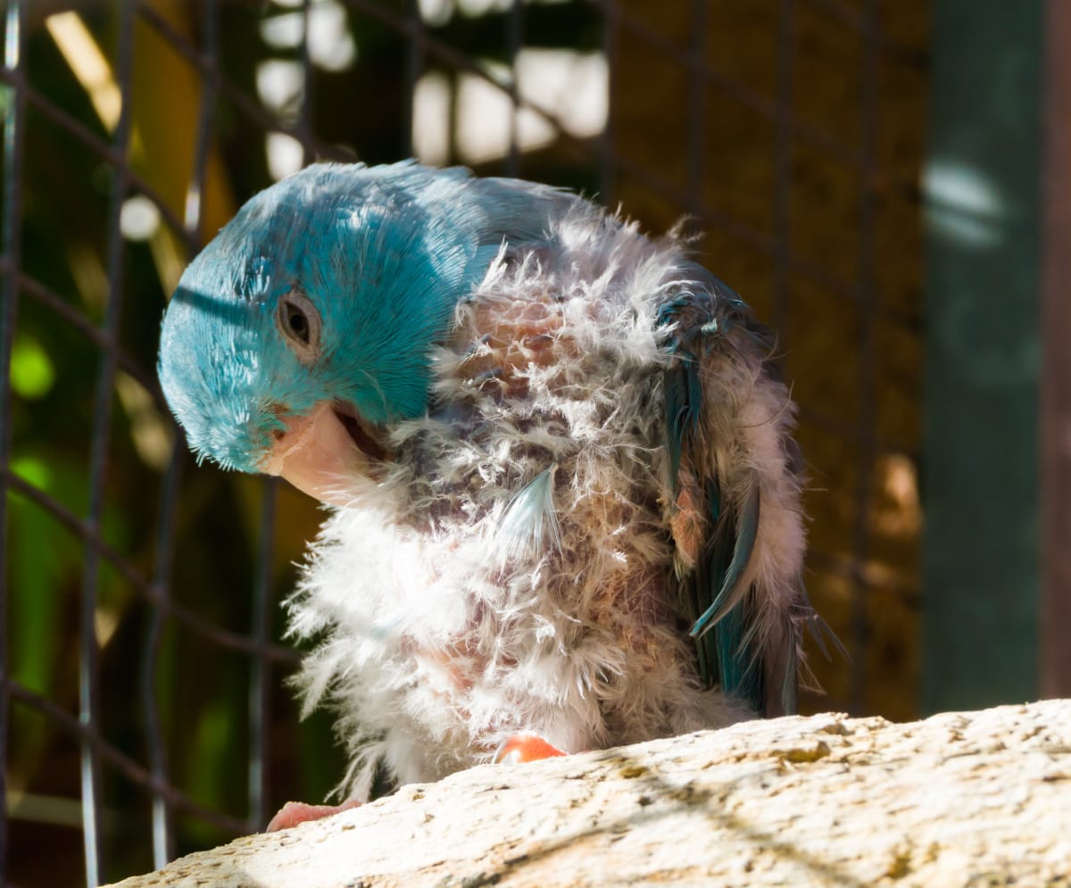 Is Avian Feather Loss hurting your birds?