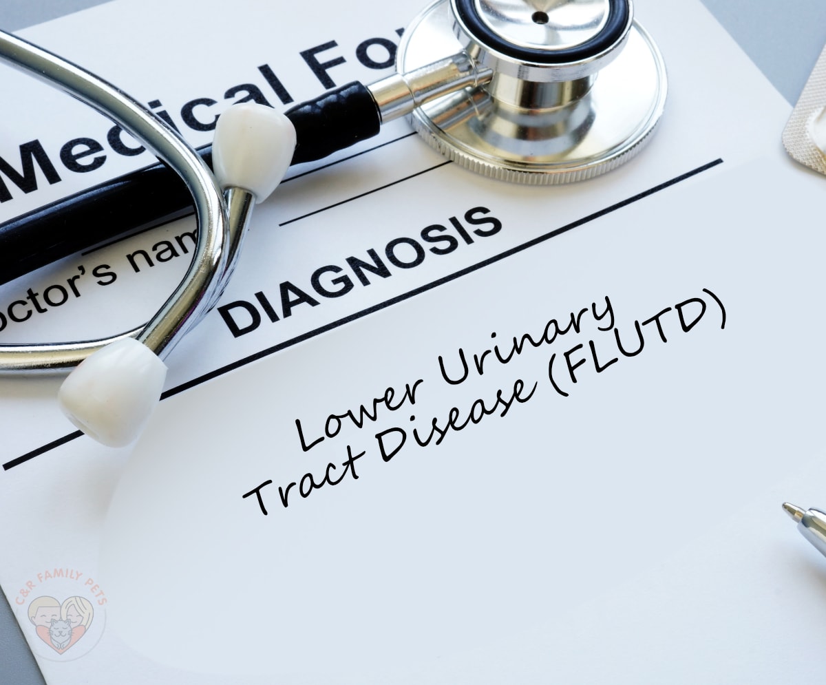 Feline Lower Urinary Tract Disease (FLUTD)