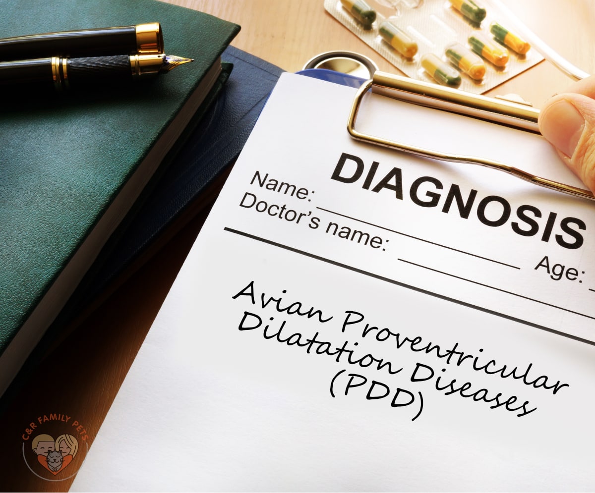 Avian Proventricular Dilatation Diseases (PDD)