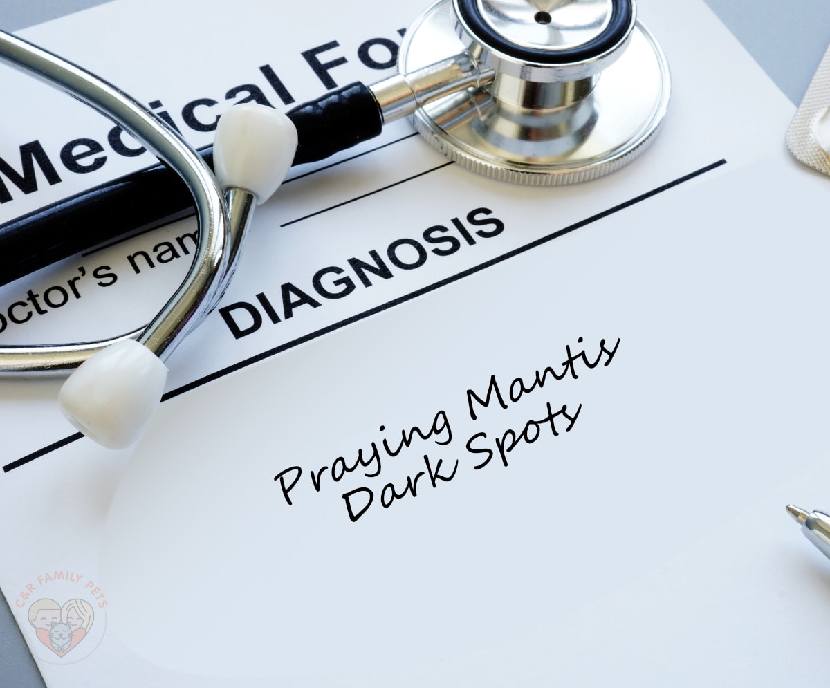 Explaining Praying Mantis Dark Spots - Causes and Symptoms
