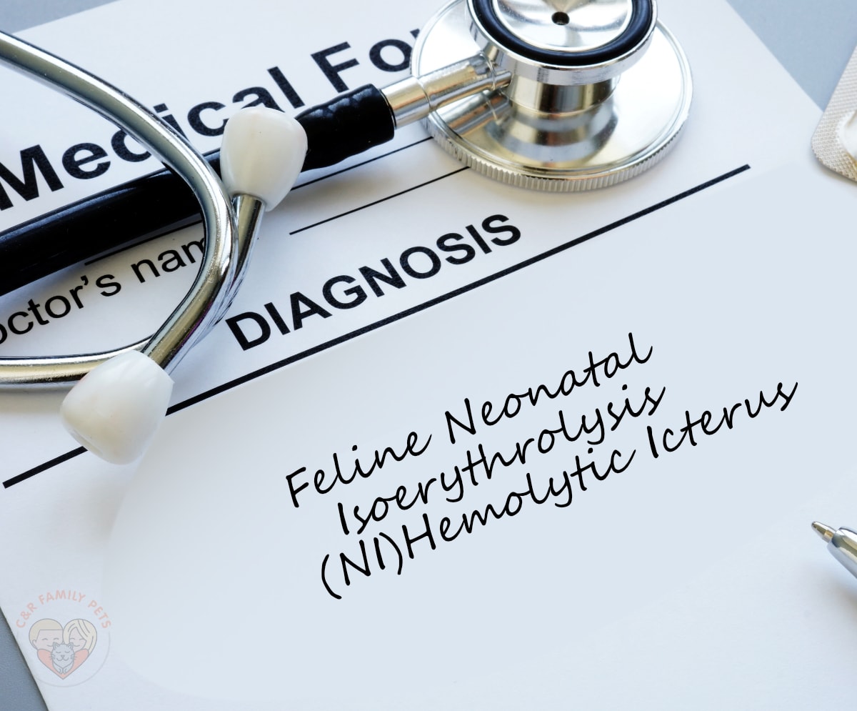 Feline Neonatal Isoerythrolysis (NI)/Hemolytic Icterus