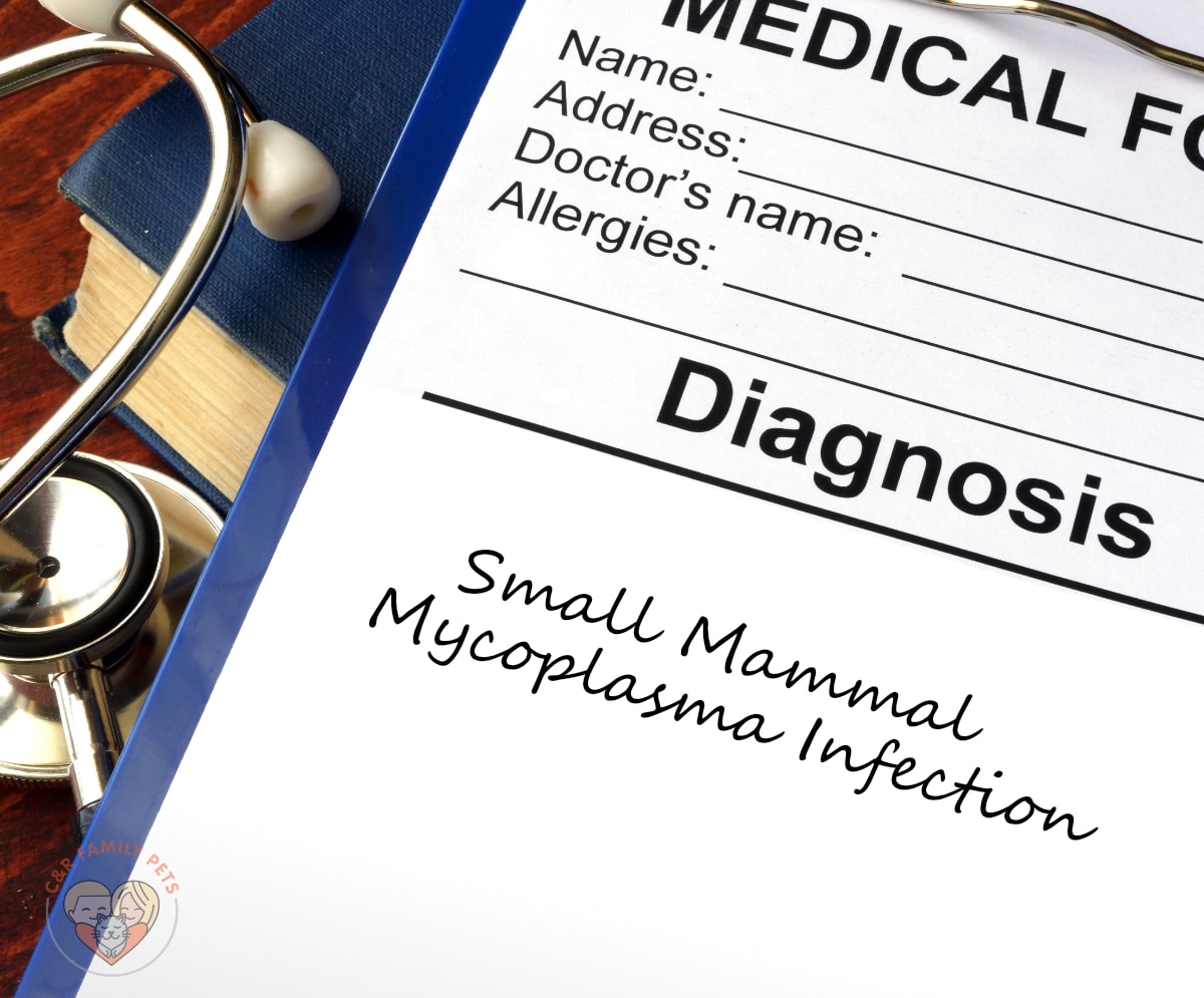 Small Mammal Mycoplasma Infection