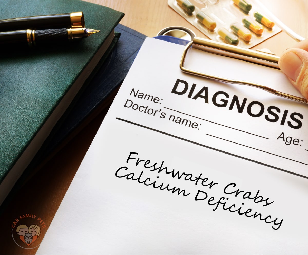 Freshwater Crab Calcium Deficiency - A very serious problem