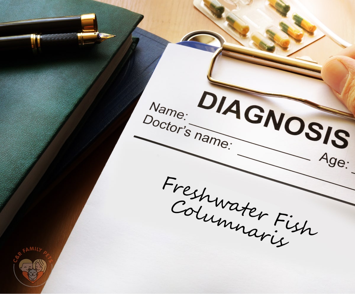 Freshwater Fish Columnaris: Causes, Symptoms, and Treatment