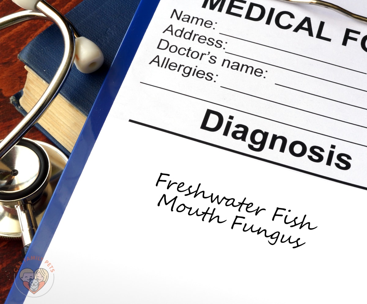Freshwater Fish Mouth Fungus: Causes, Symptoms, and Treatment