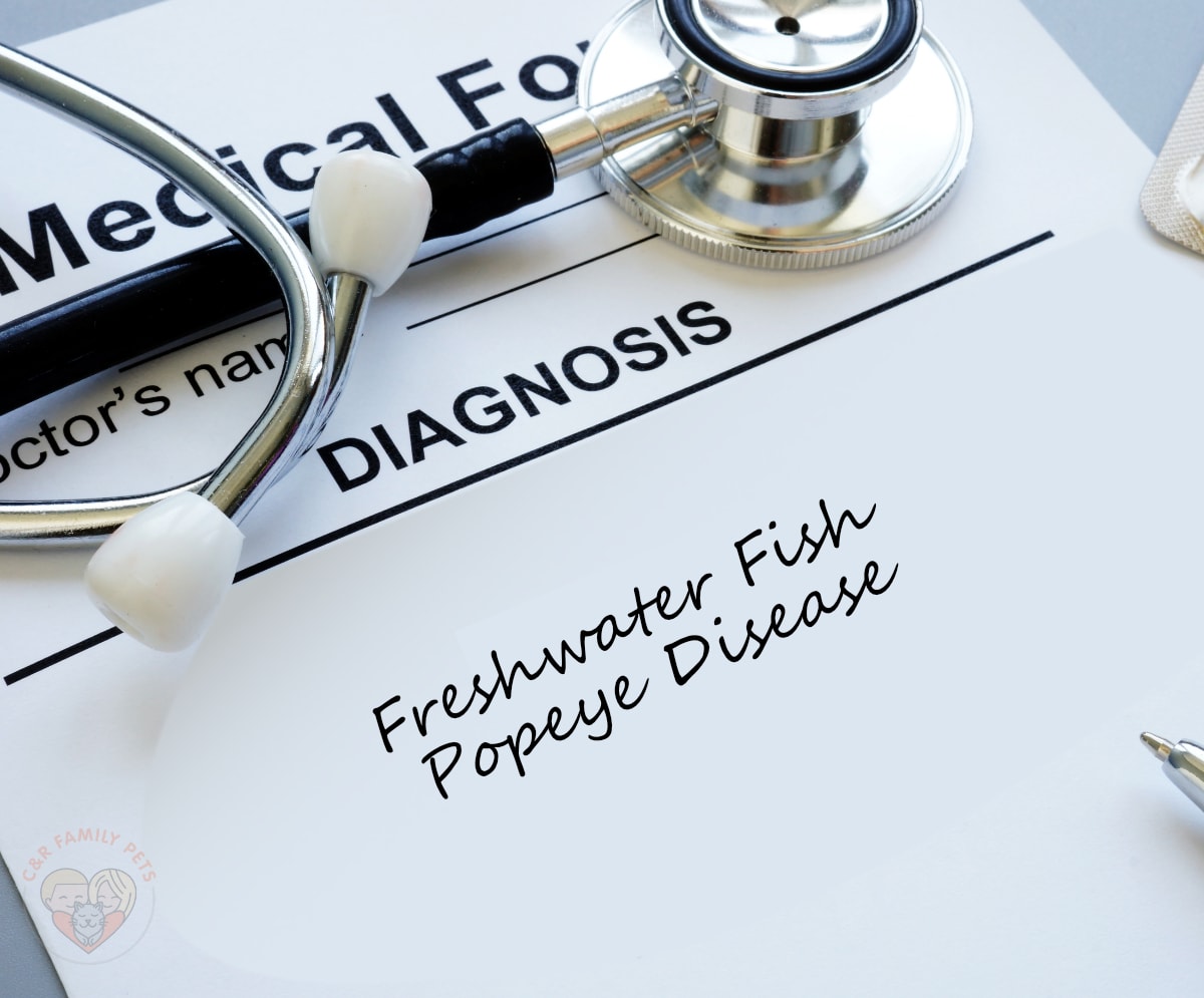 Freshwater Fish Popeye Disease