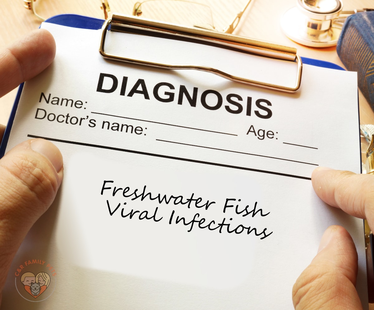 Freshwater Fish Viral Infections - C&R Family Pets