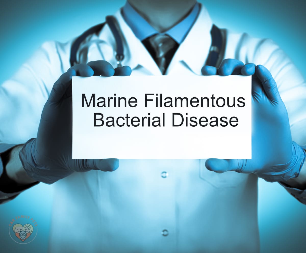 Marine Filamentous Bacterial Disease - C&R Family Pets