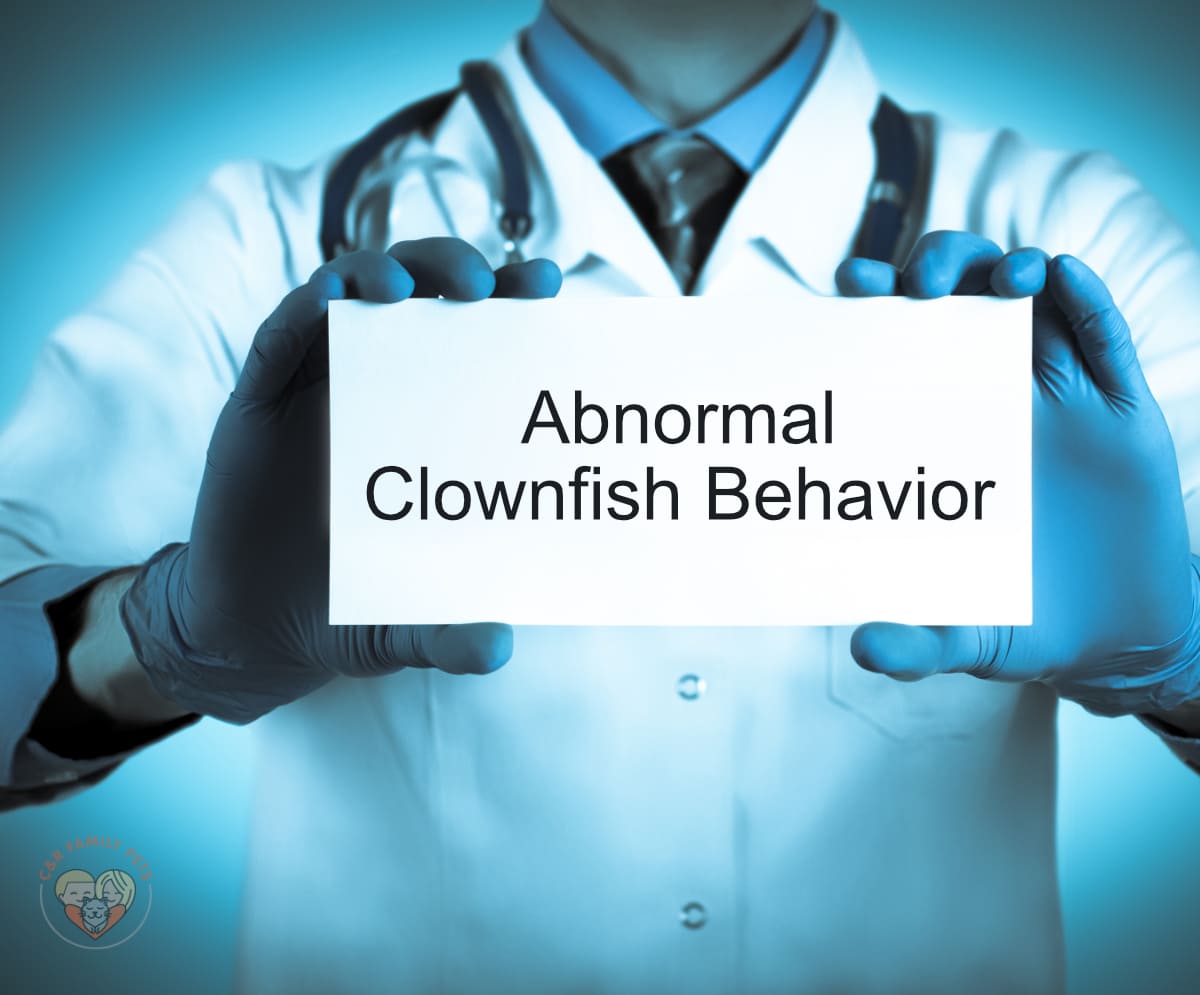 Abnormal Clownfish Behavior - C&R Family Pets